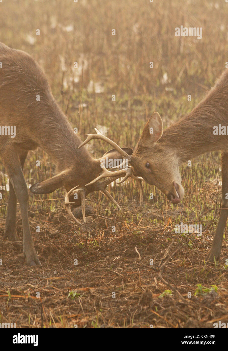 Soft ground swamp deer hi-res stock photography and images - Alamy