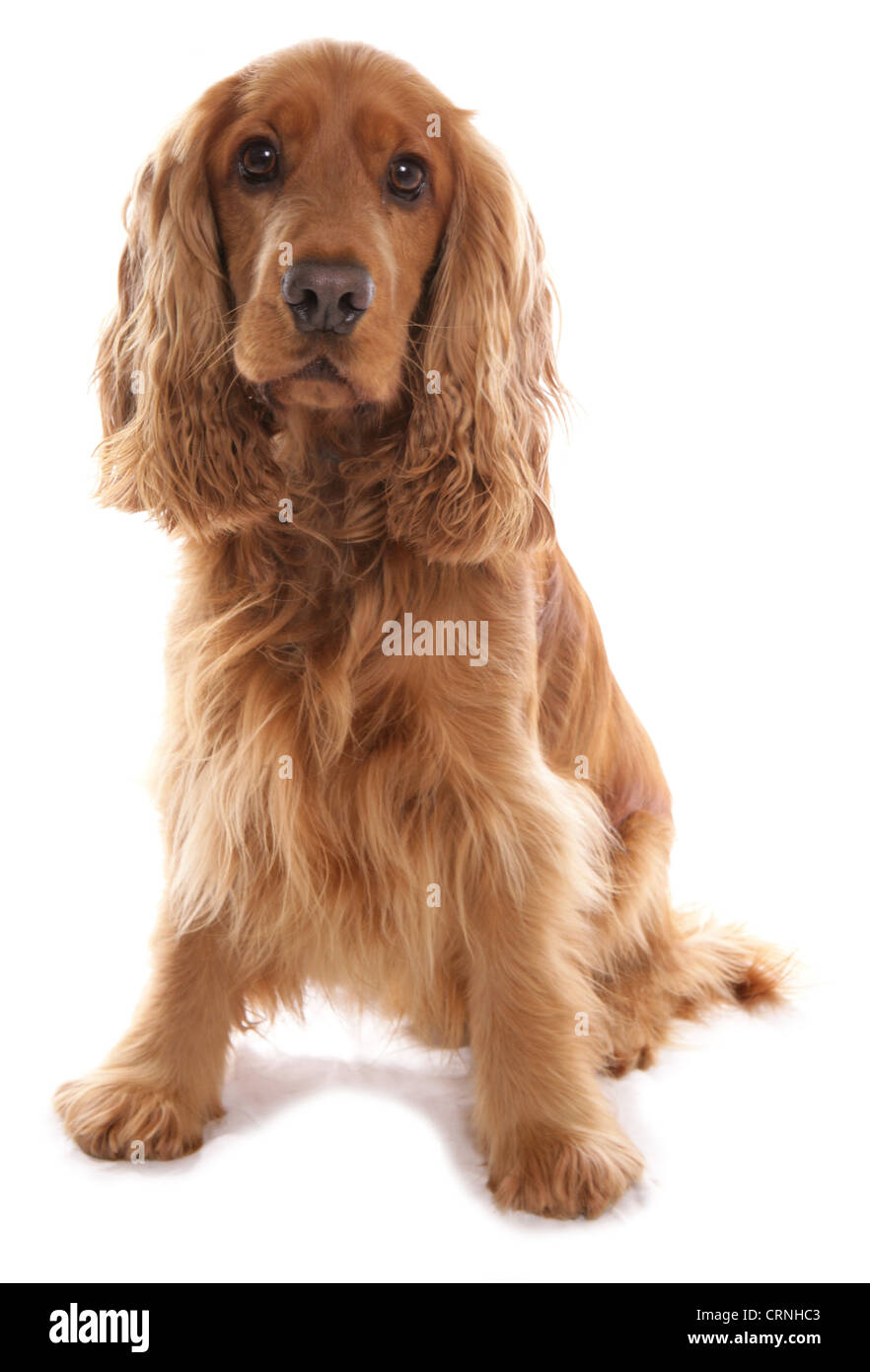 Domestic Dog, Cocker Spaniel, adult, sitting Stock Photo - Alamy