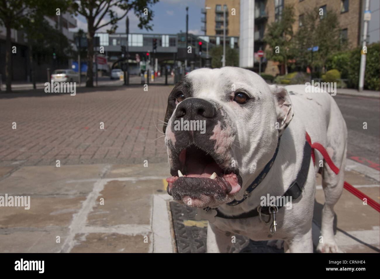 Domestic Dog, Old Tyme Bulldog, adult, close-up of head, barking ...