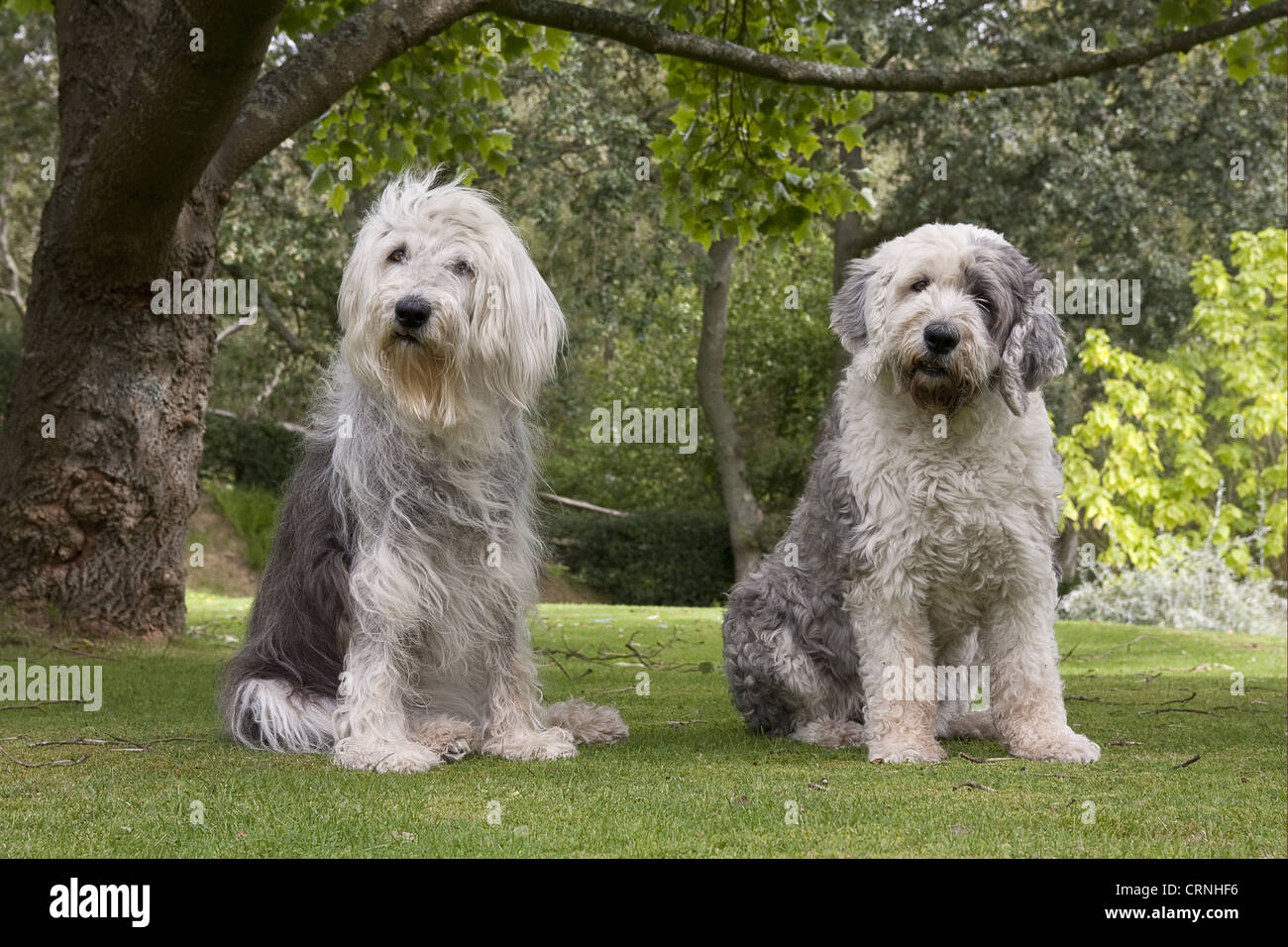 Domestic Dog, Old English Sheepdog, elderly adult female and young ...