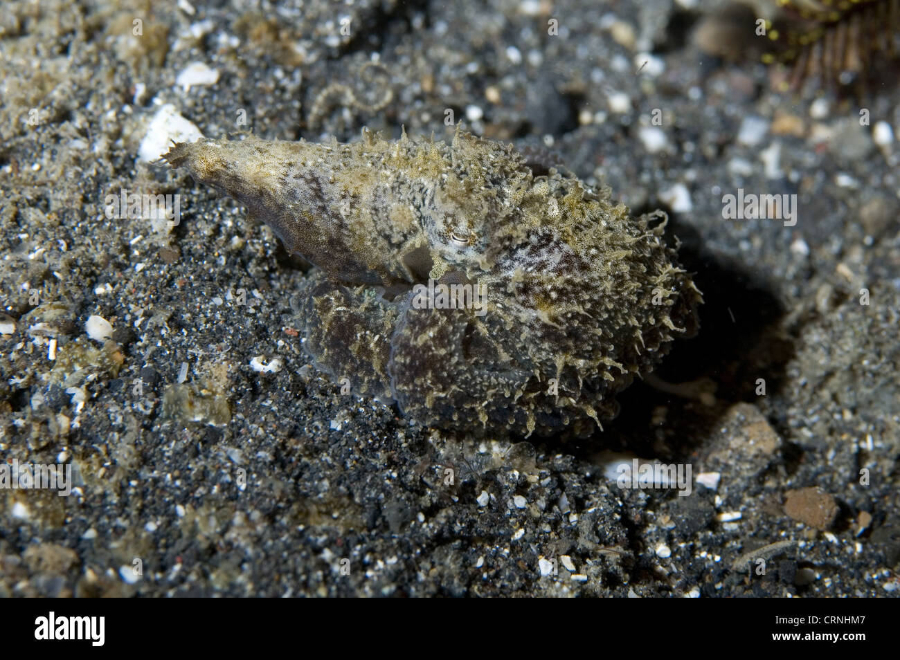 Algae Octopus (Abdopus aculeatus) adult, camouflaged on black sand ...