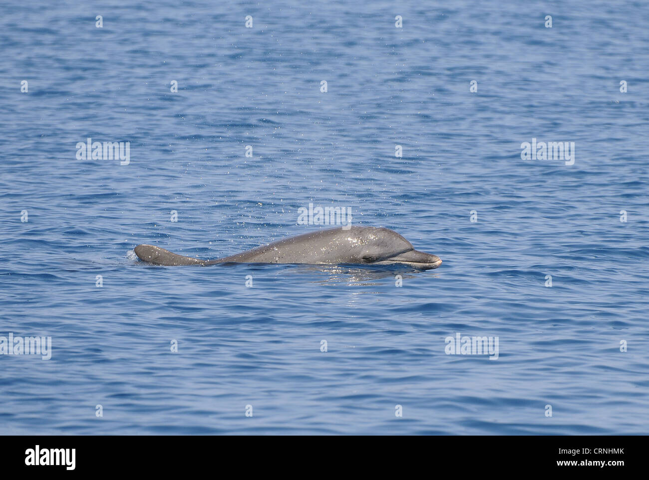 Indo-pacific Bottlenose Dolphin (Tursiops aduncus) adult, surfacing ...