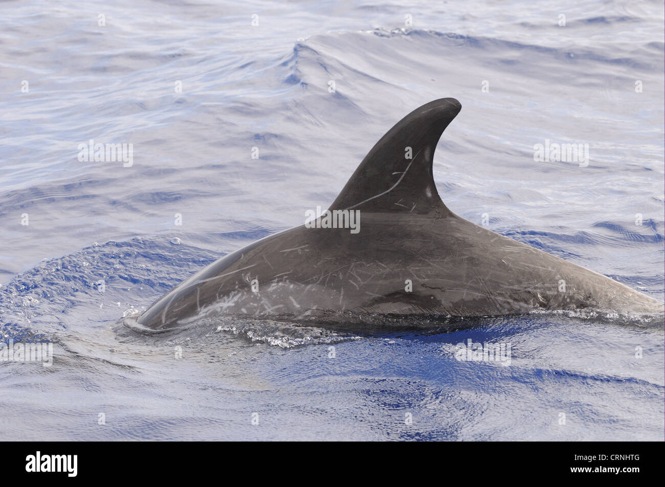 Risso's Dolphin (Grampus griseus) adult, dorsal fin and back of scarred ...