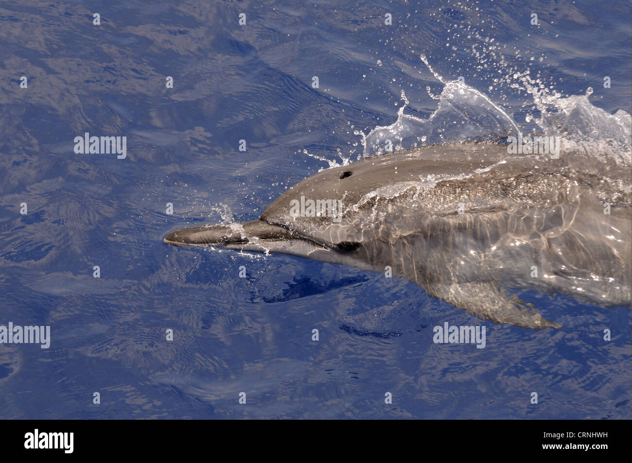 Dolphin head hi-res stock photography and images - Alamy