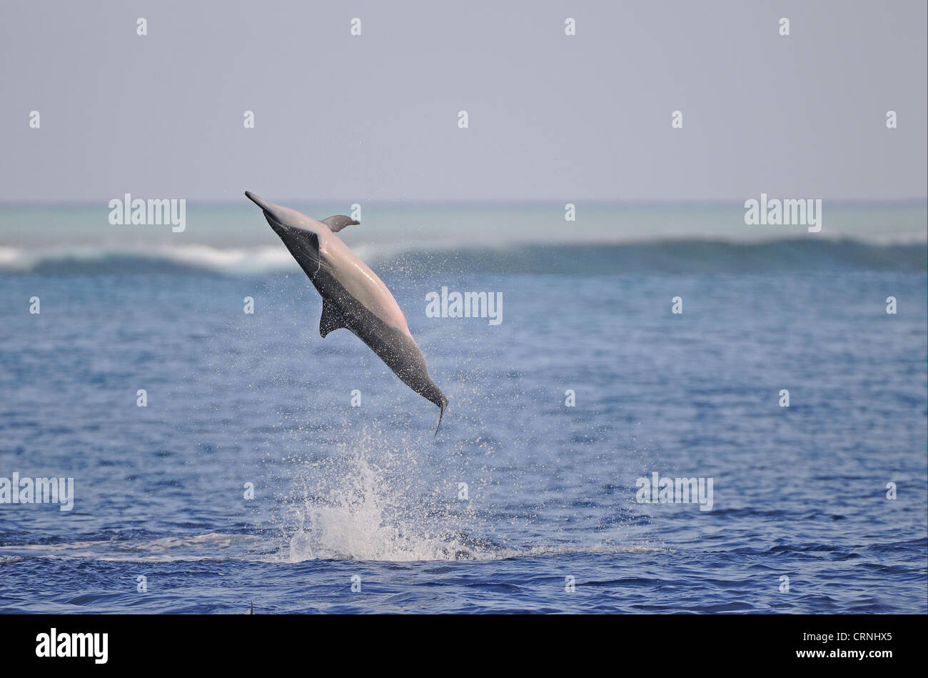 Spinner Dolphin Spinning