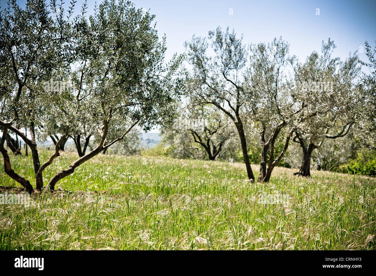Olive Tree Garden High Resolution Stock Photography and Images - Alamy
