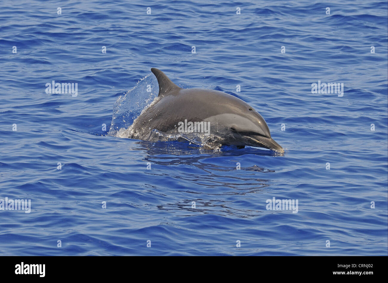 Pantropical Spotted Dolphin (Stenella attenuata) adult, surfacing from ...
