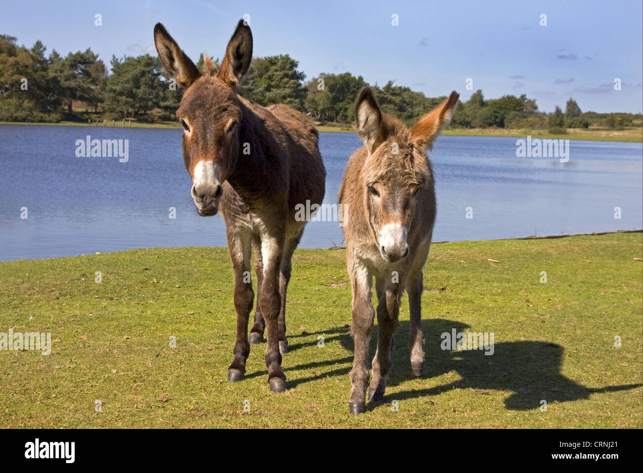 Donkey, adult female with foal, standing at edge of lake, New Forest ...