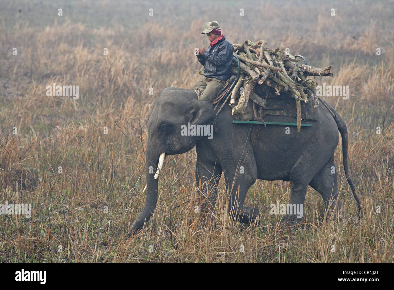 Elephant carrying loads hi-res stock photography and images - Alamy