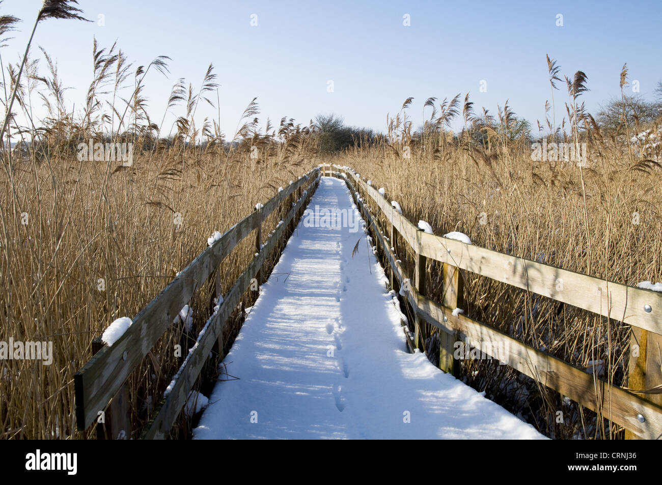 European Red Fox (Vulpes vulpes) footprints, on snow covered boardwalk ...