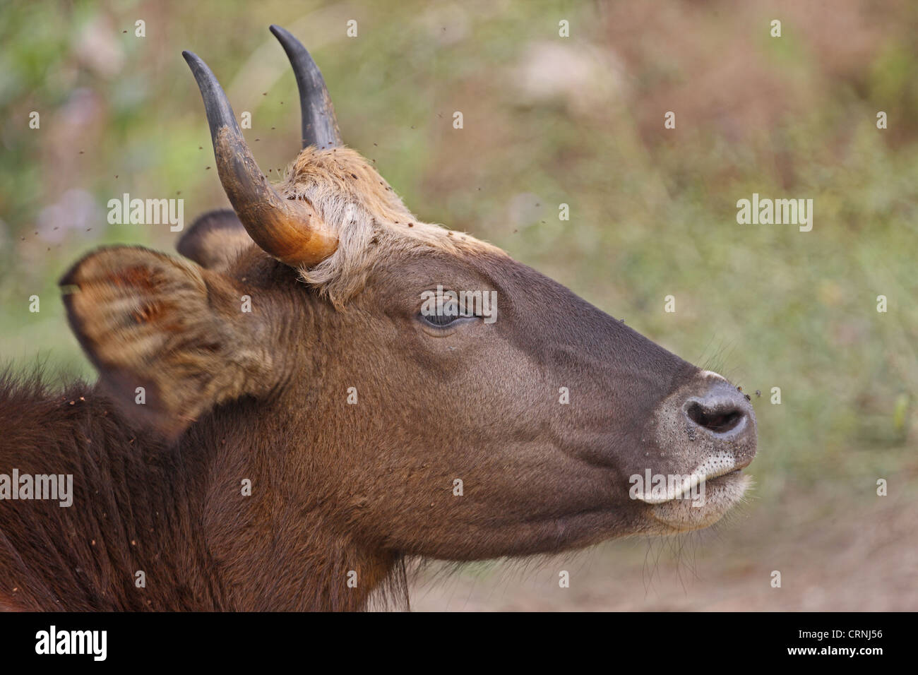 Indian gaur face High Resolution Stock Photography and Images - Alamy