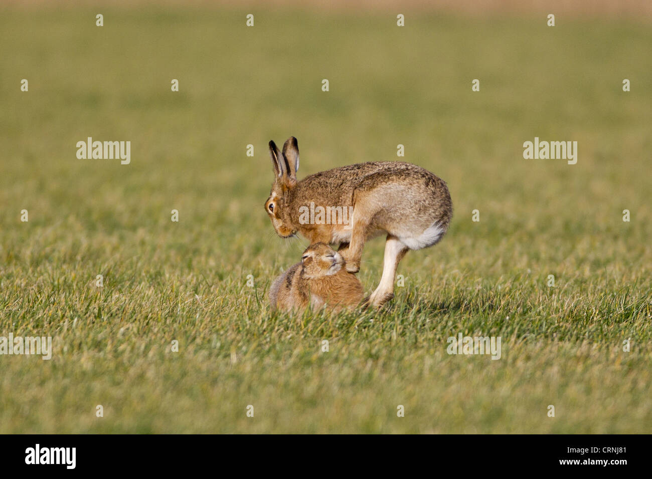 European Hare (Lepus europaeus) adult pair, 'boxing', female fighting ...