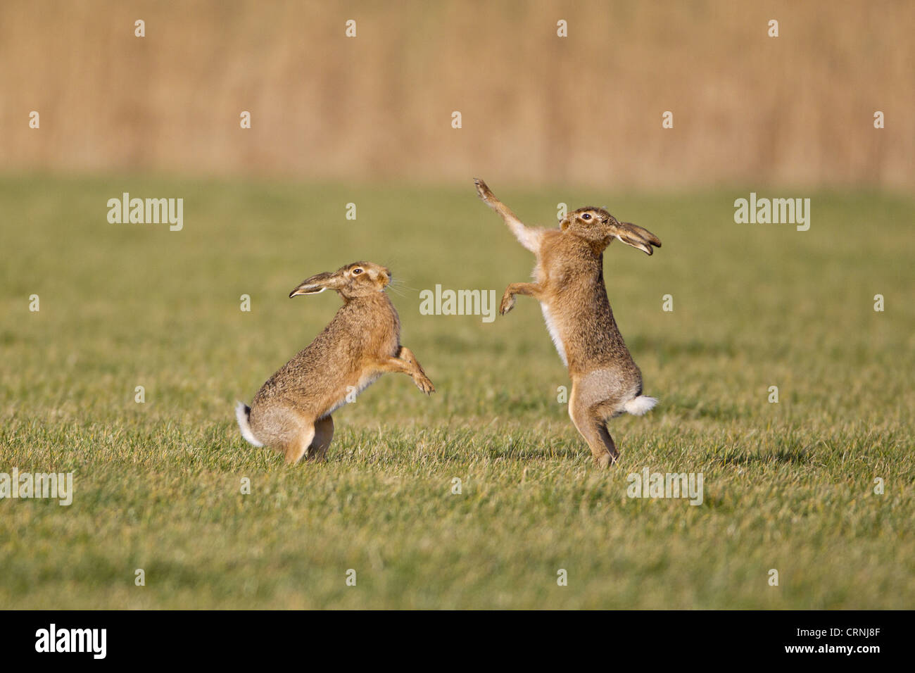 European Hare (Lepus europaeus) adult pair, 'boxing', female fighting ...