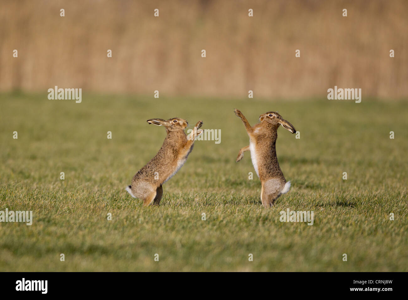 European Hare (Lepus europaeus) adult pair, 'boxing', female fighting ...