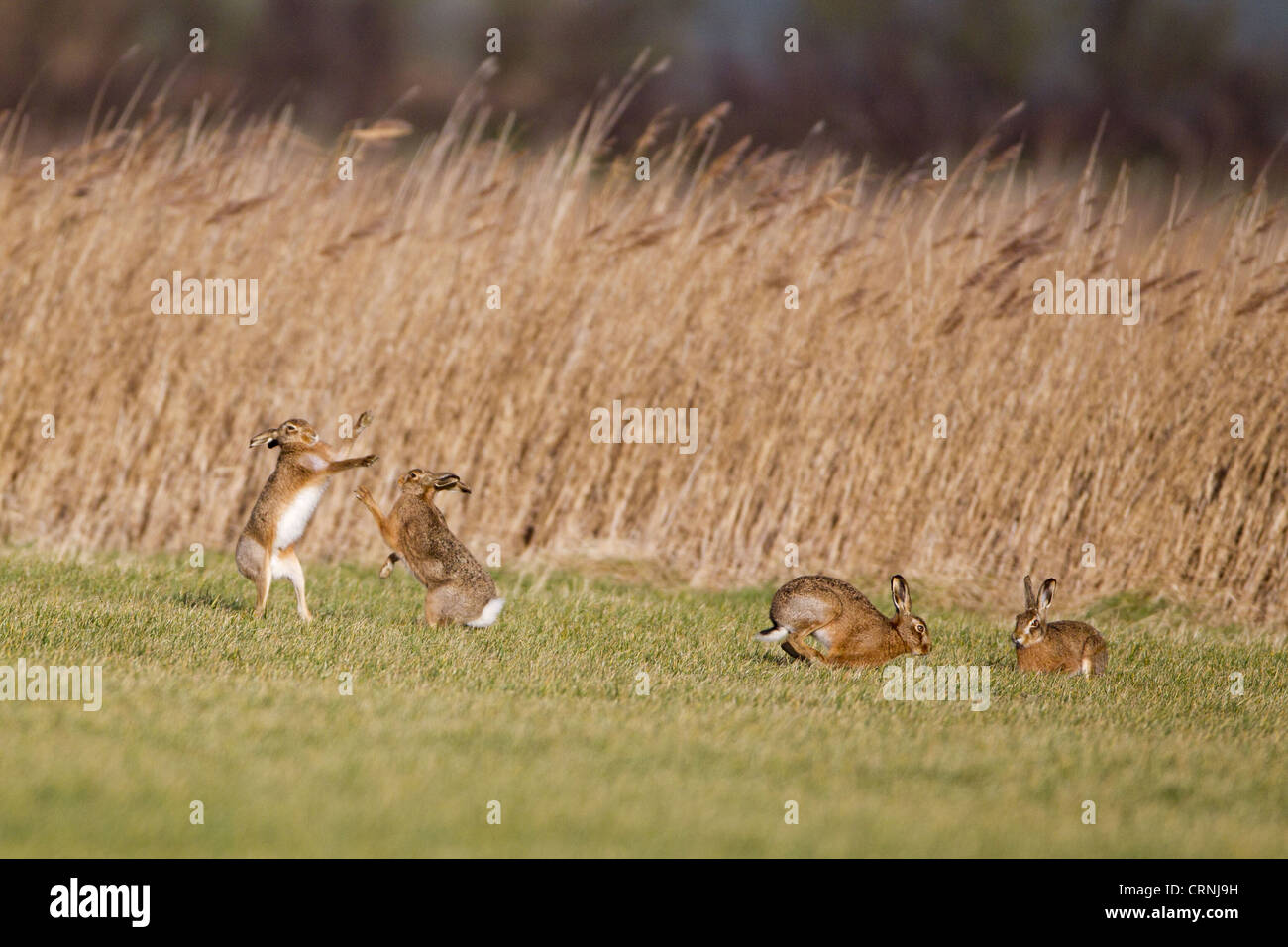 European Hare (Lepus europaeus) four adults, 'boxing', female fighting ...
