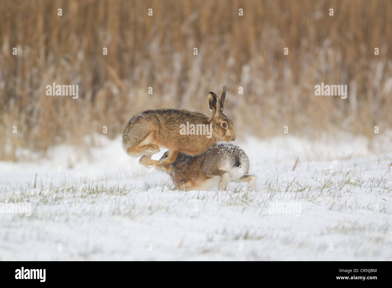 European Hare (Lepus europaeus) adult pair, 'boxing', female fighting ...
