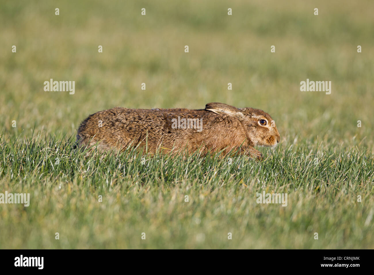 European Hare (Lepus europaeus) adult, keeping low profile and creeping ...