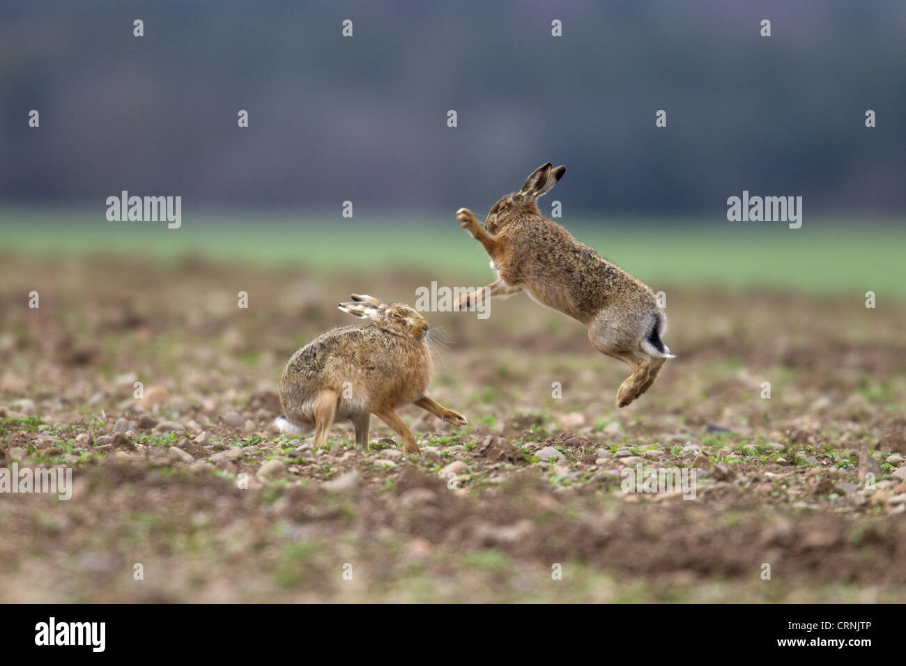 European Hare (Lepus europaeus) adult pair, 'boxing', female fighting ...
