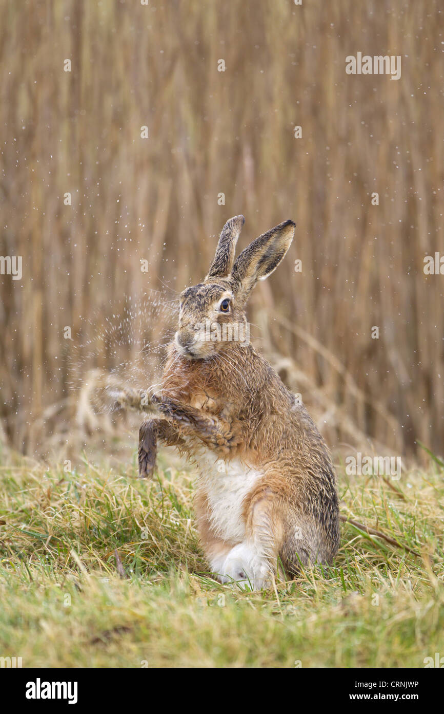 European Hare (Lepus europaeus) adult, with wet fur after rain, shaking ...