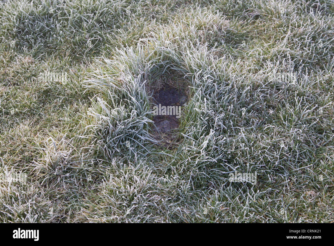 Hares form hi-res stock photography and images - Alamy