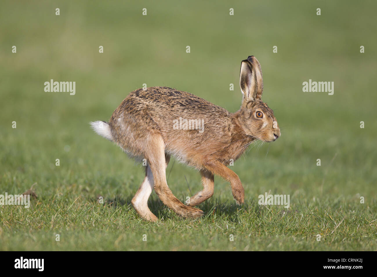 Brown hare england hi-res stock photography and images - Alamy