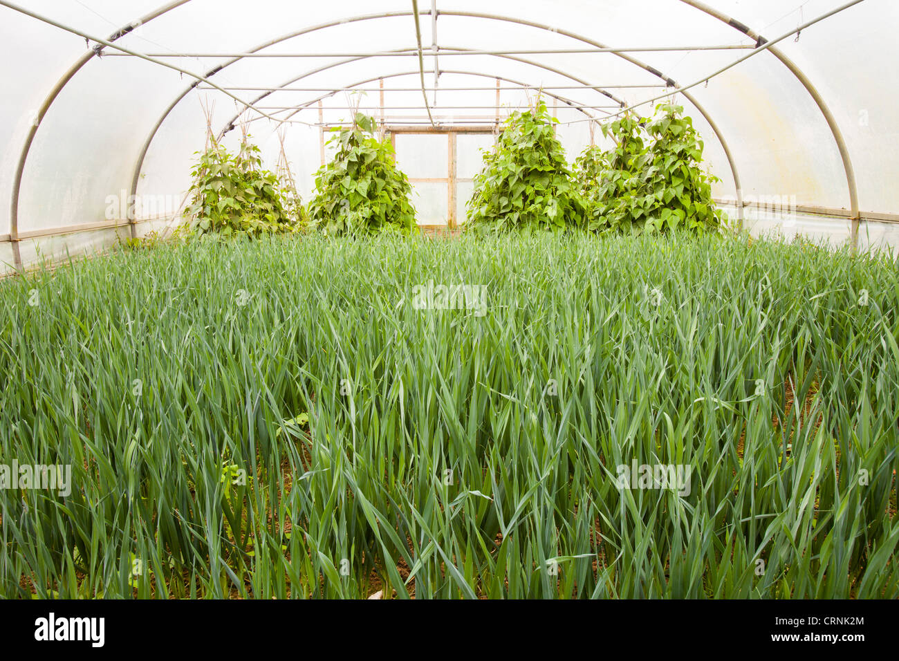 Polly tunnel hi-res stock photography and images - Alamy