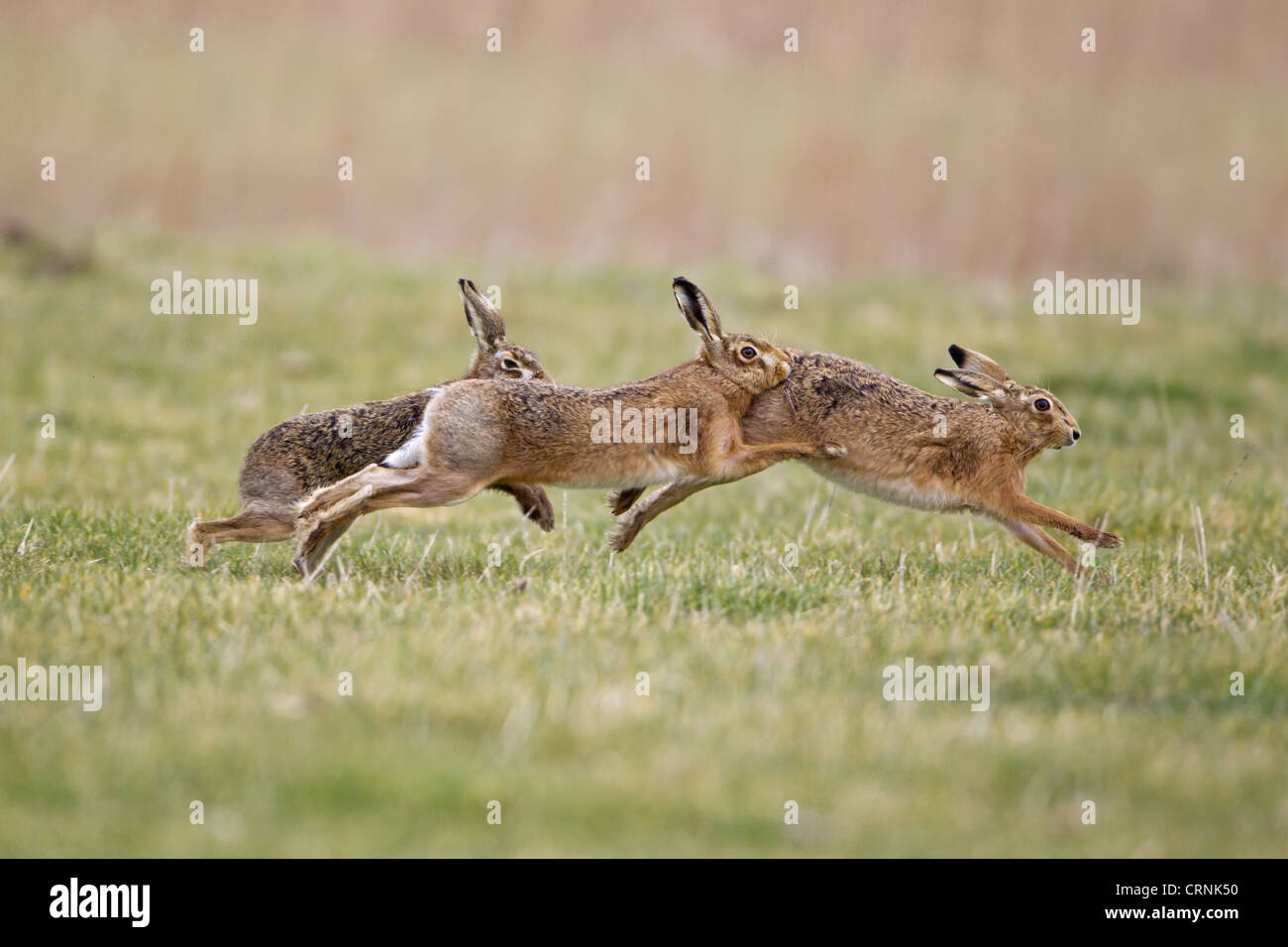 Three hare hi-res stock photography and images - Alamy
