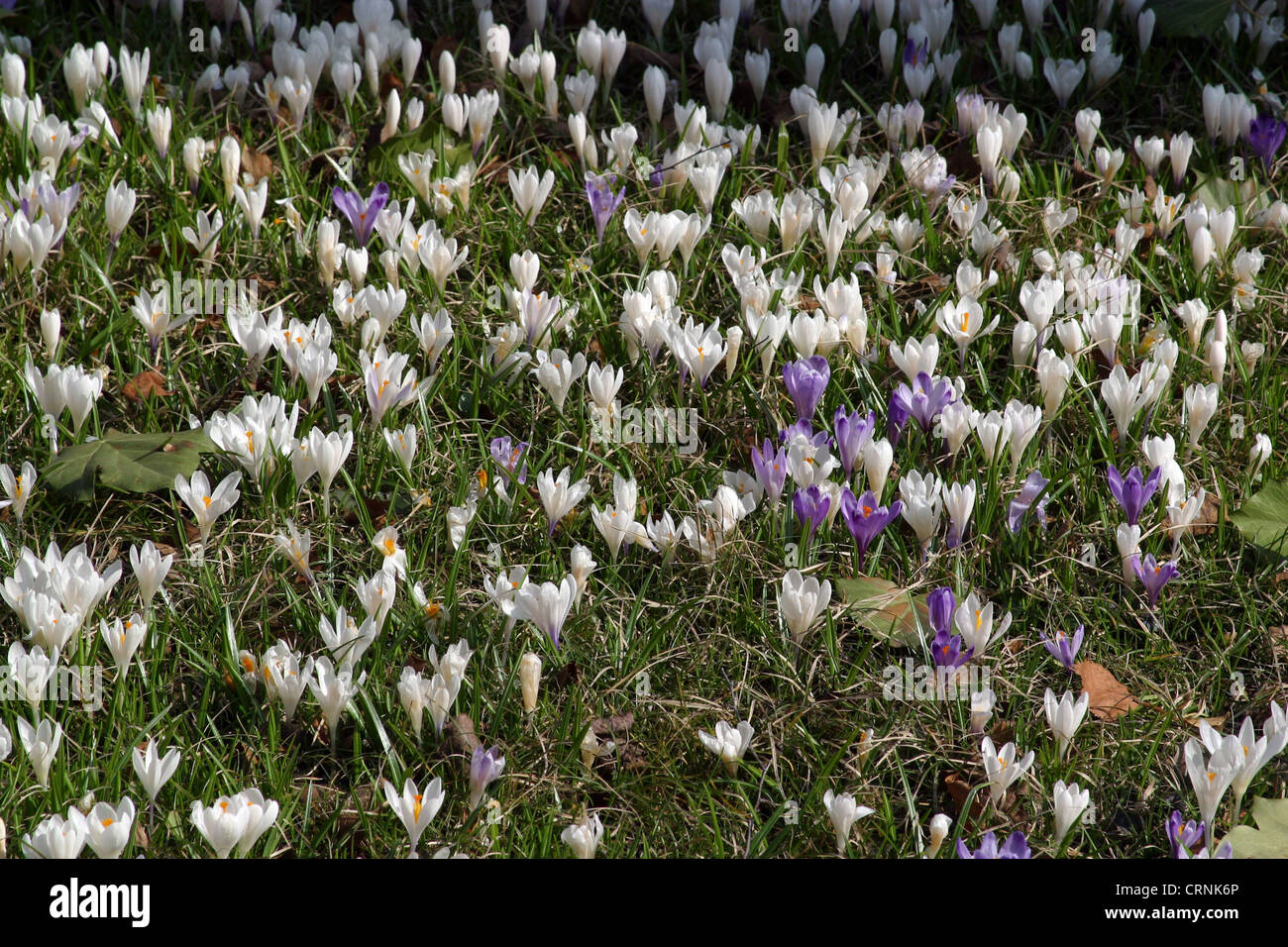 Crocus fields in early spring Stock Photo - Alamy
