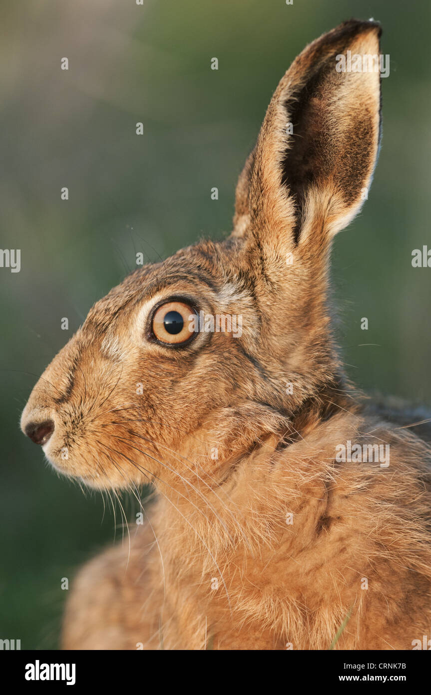European Hare (Lepus europaeus) adult, close-up of head in evening ...