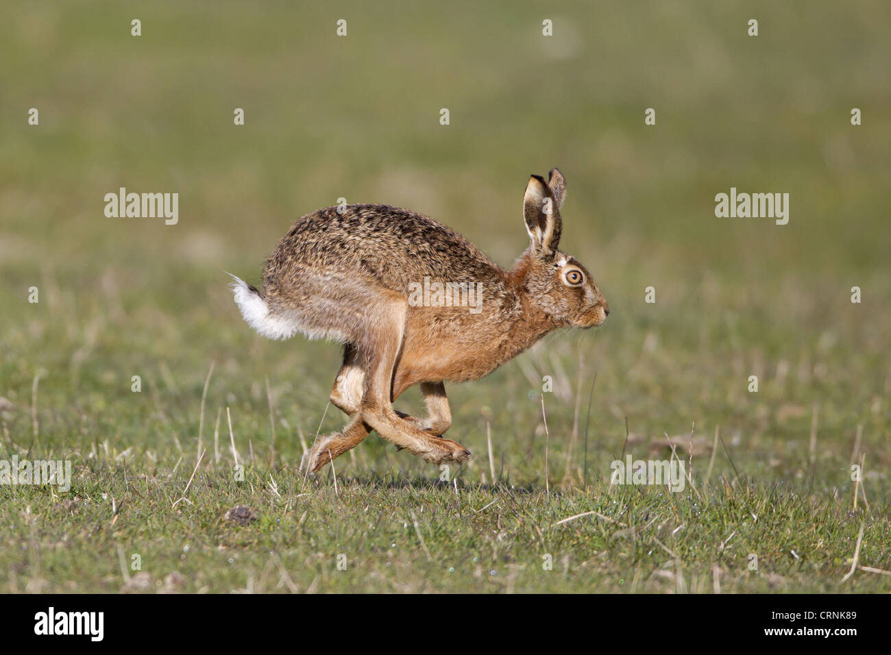 European Hare (Lepus europaeus) adult, running in grass field, Suffolk ...
