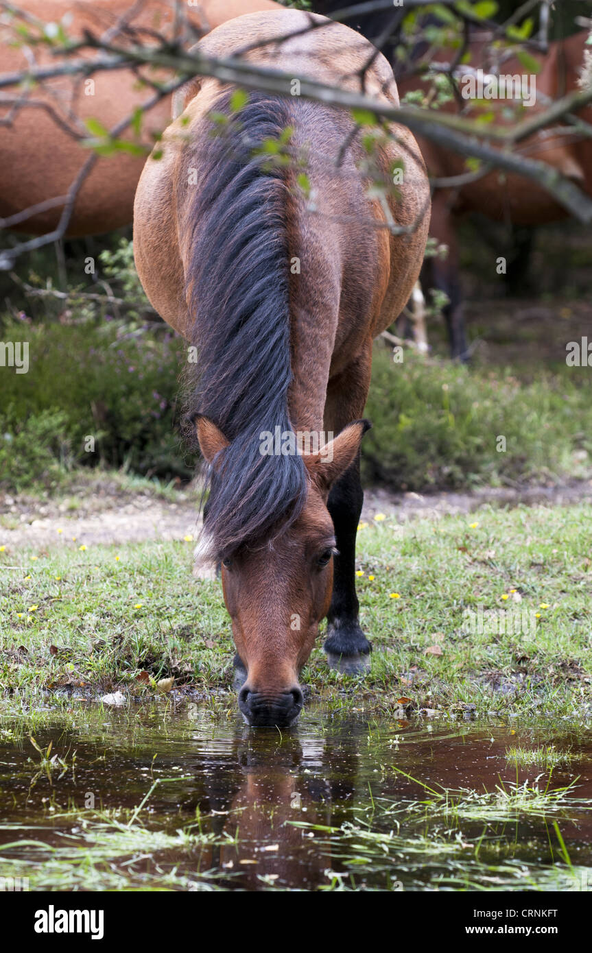 New Forest Pony, adult, drinking from stream, Crockford Bridge, New ...
