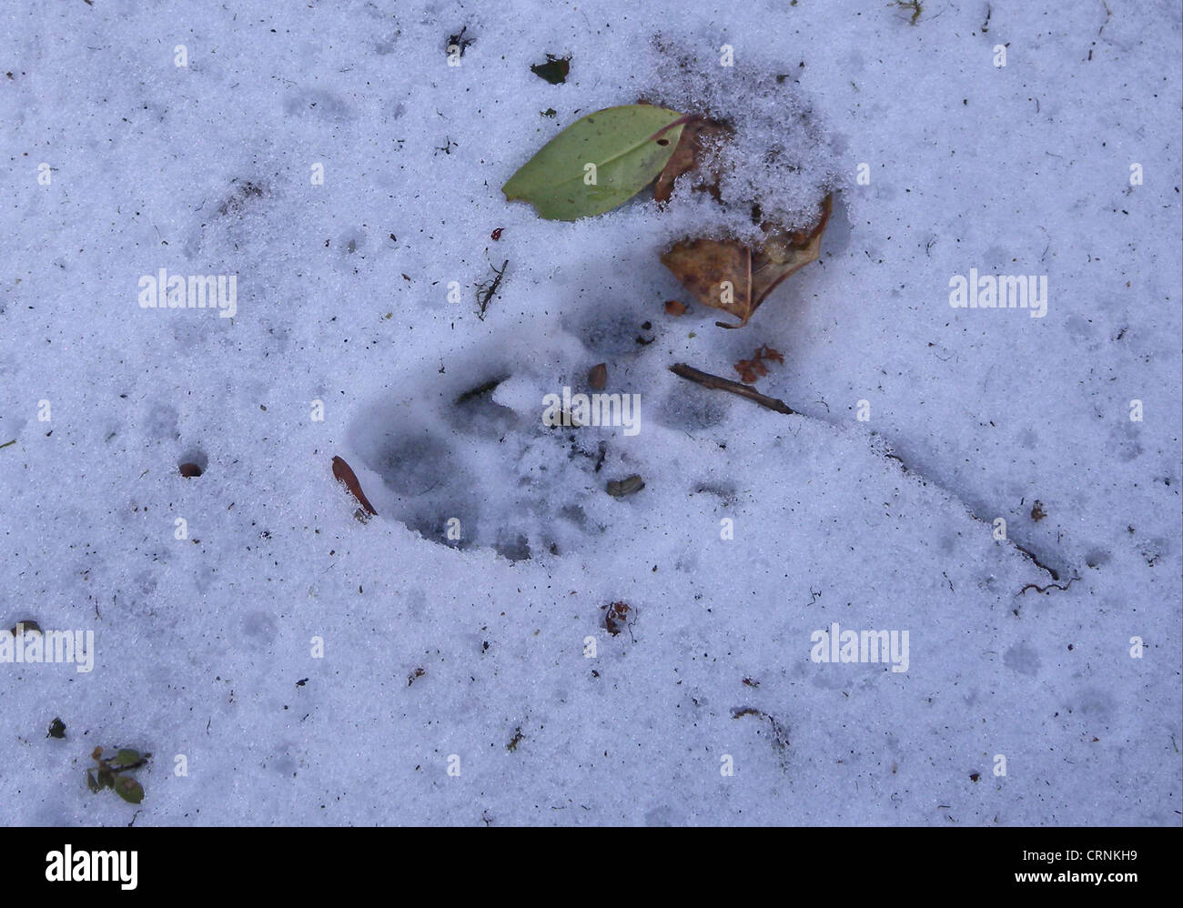 Snow Leopard Footprint Wang Dajun: PKU Researcher Who Follows The