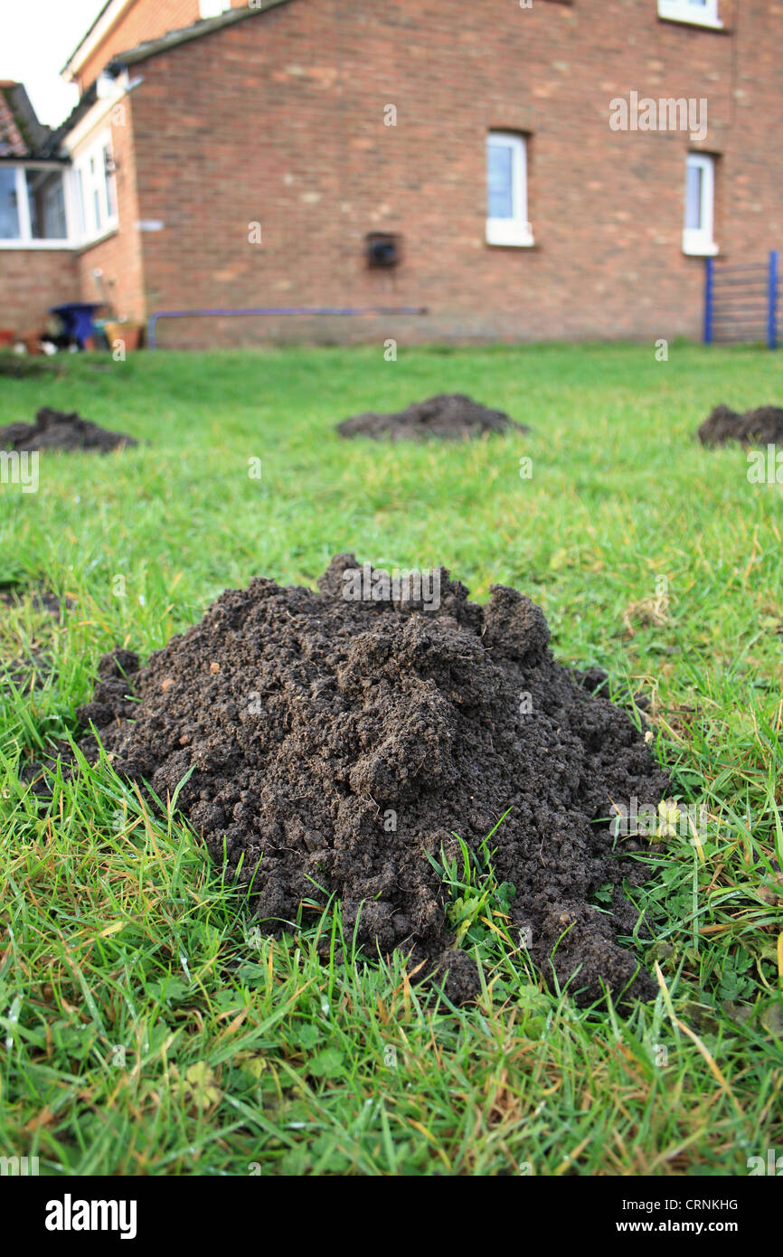 British mole hill hi-res stock photography and images - Alamy