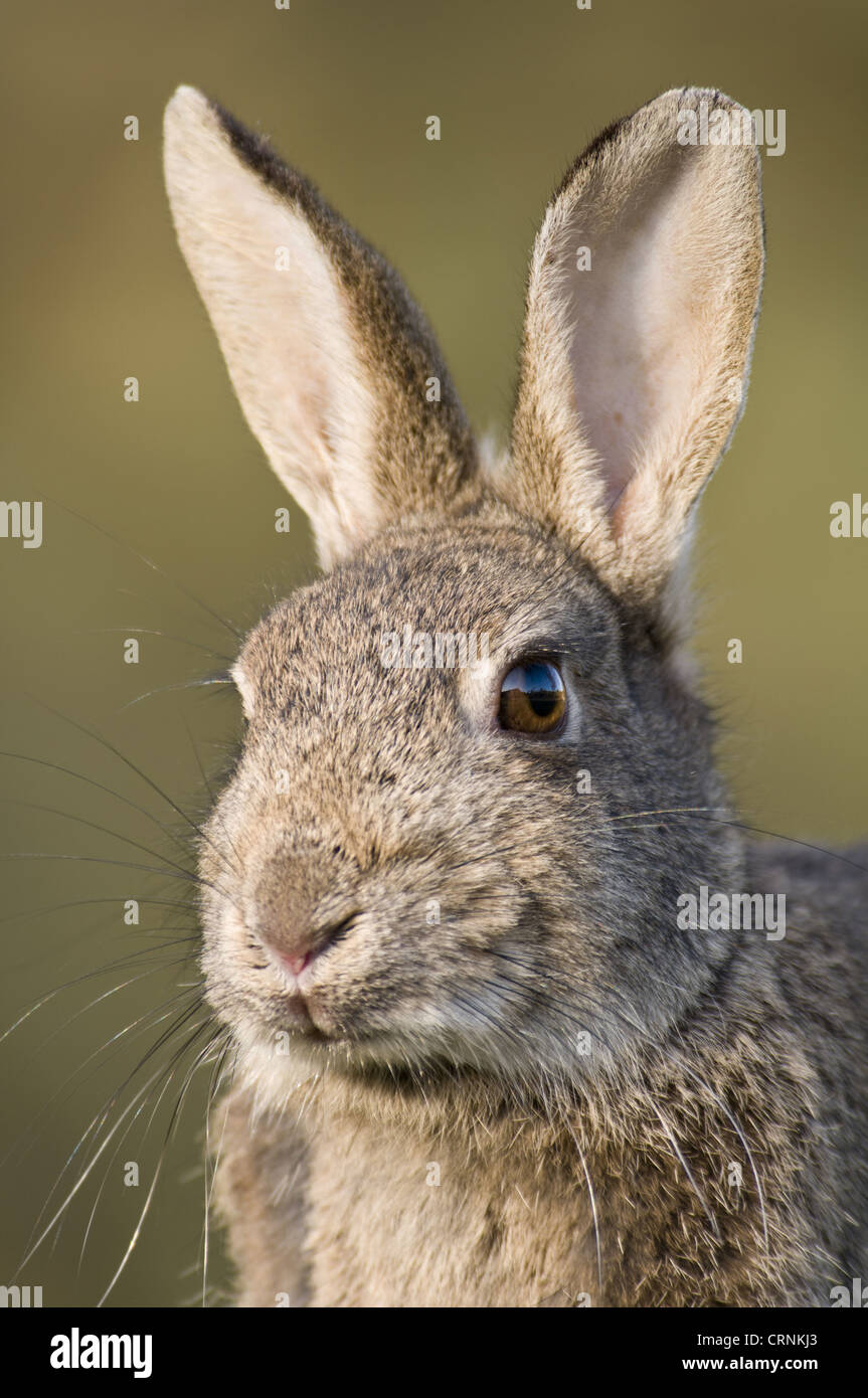 Rabbit noses hi-res stock photography and images - Alamy