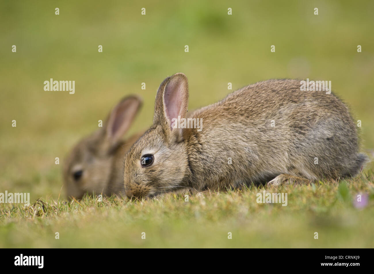European Rabbit (Oryctolagus cuniculus) two young, feeding, grazing on ...