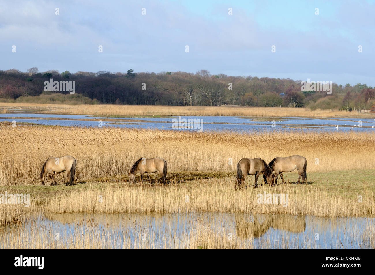 Konik ponies grazing on Minsmere RSPB nature reserve Stock Photo - Alamy