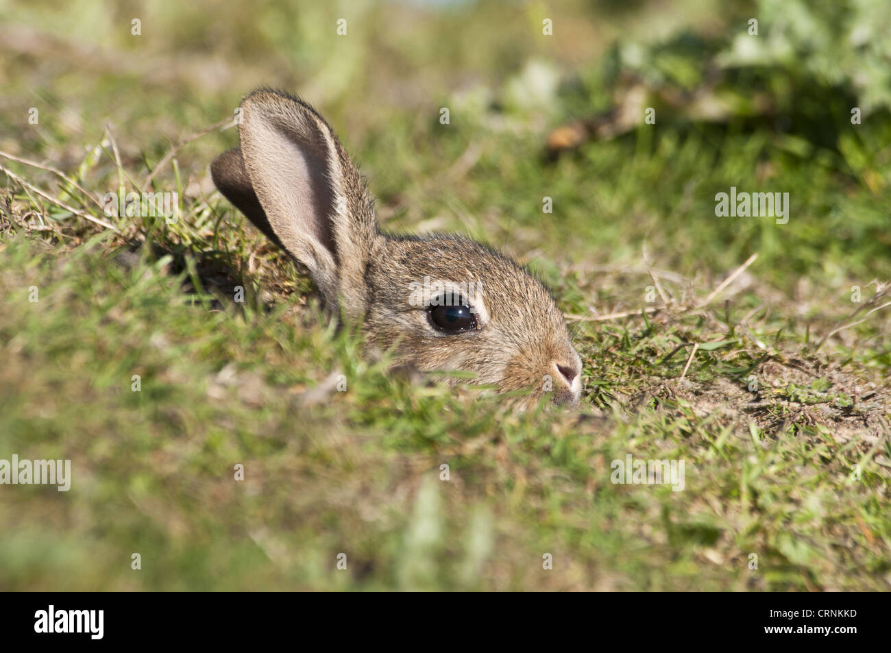 Rabbit holes uk hi-res stock photography and images - Alamy