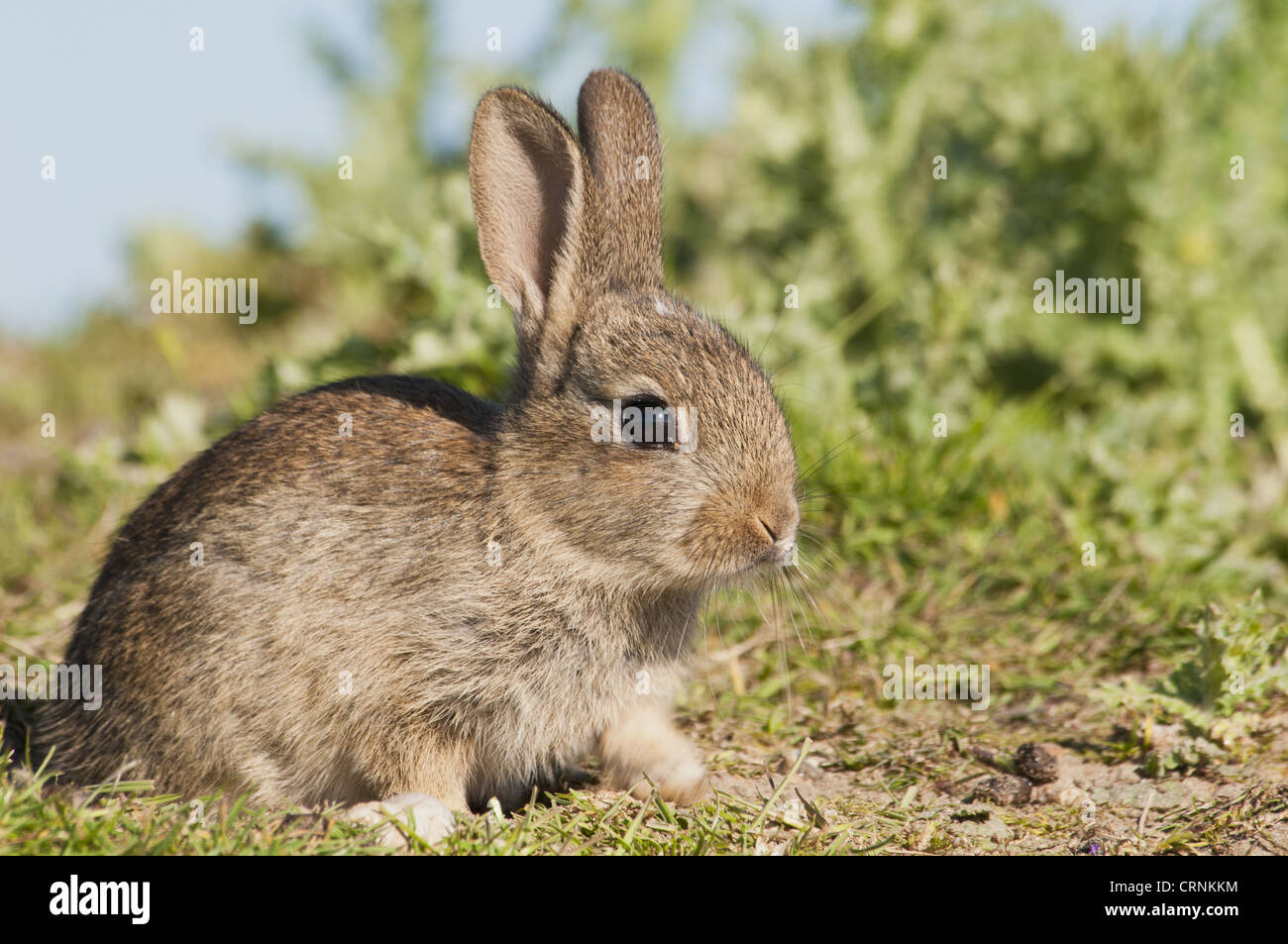 European Rabbit (Oryctolagus cuniculus) baby, basking in sunshine on ...
