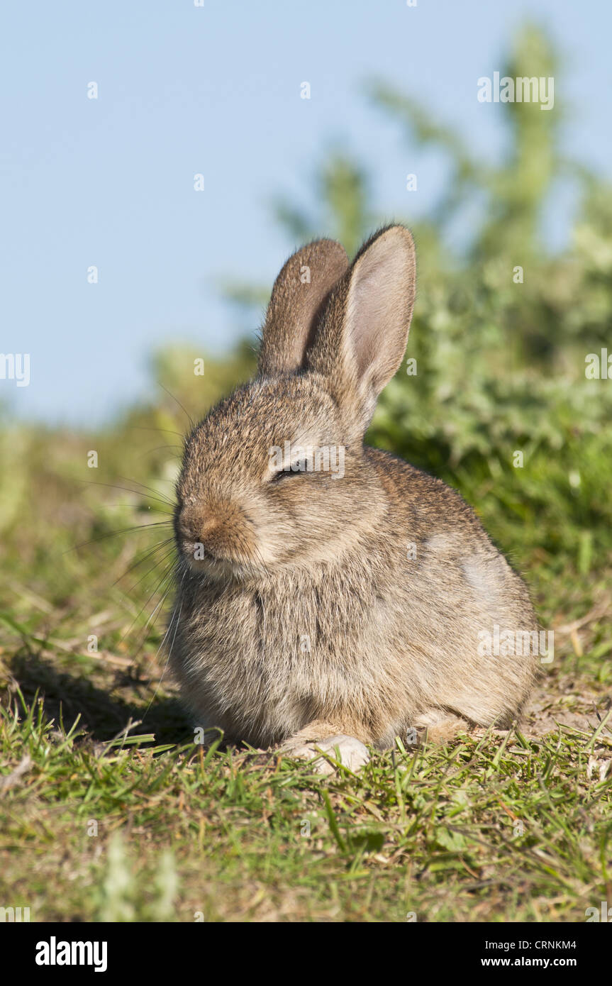 European Rabbit (Oryctolagus cuniculus) baby, dozing in sunshine on ...