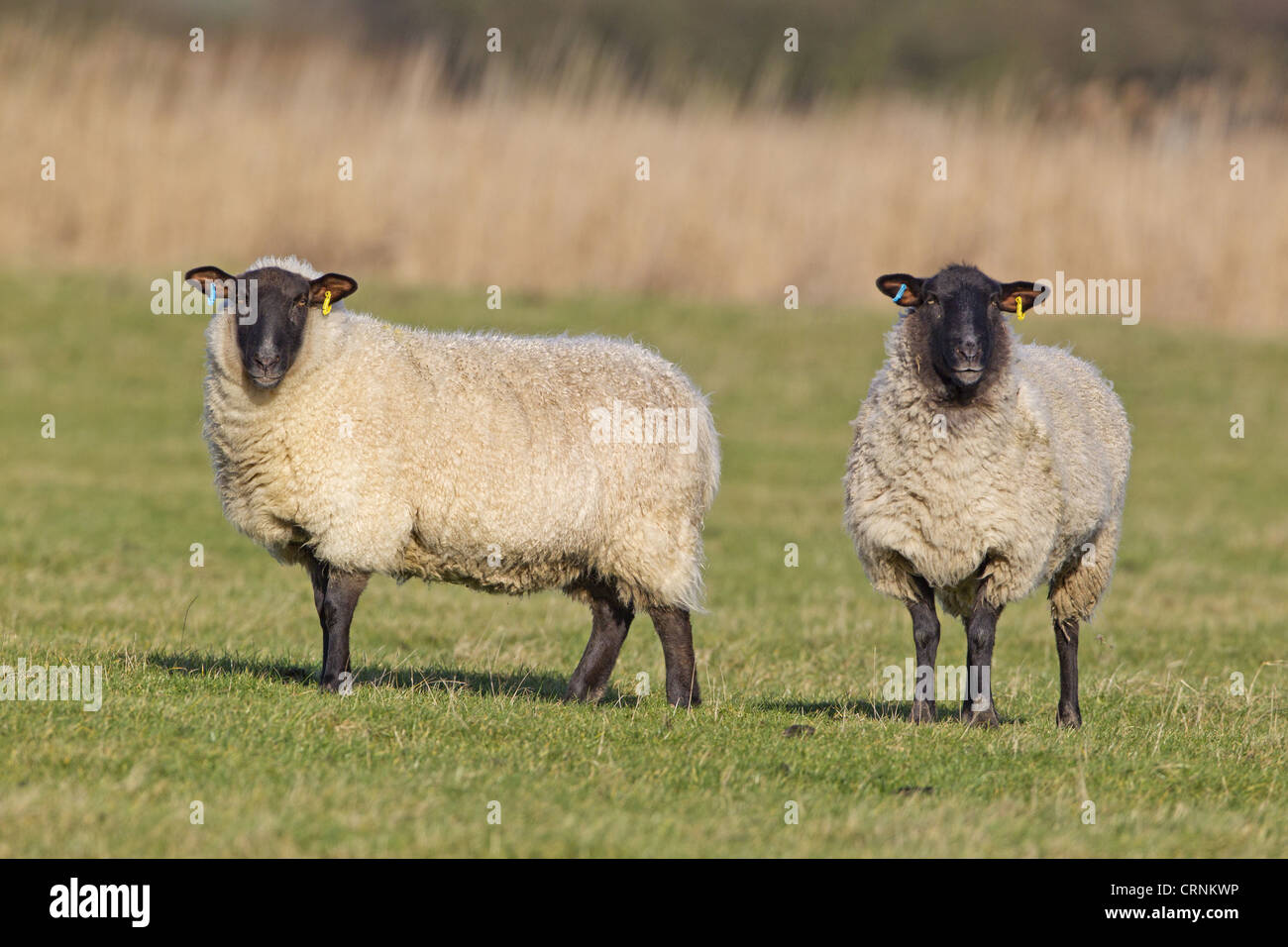 Domestic Sheep, Suffolk mules, two ewes, standing in coastal grazing ...