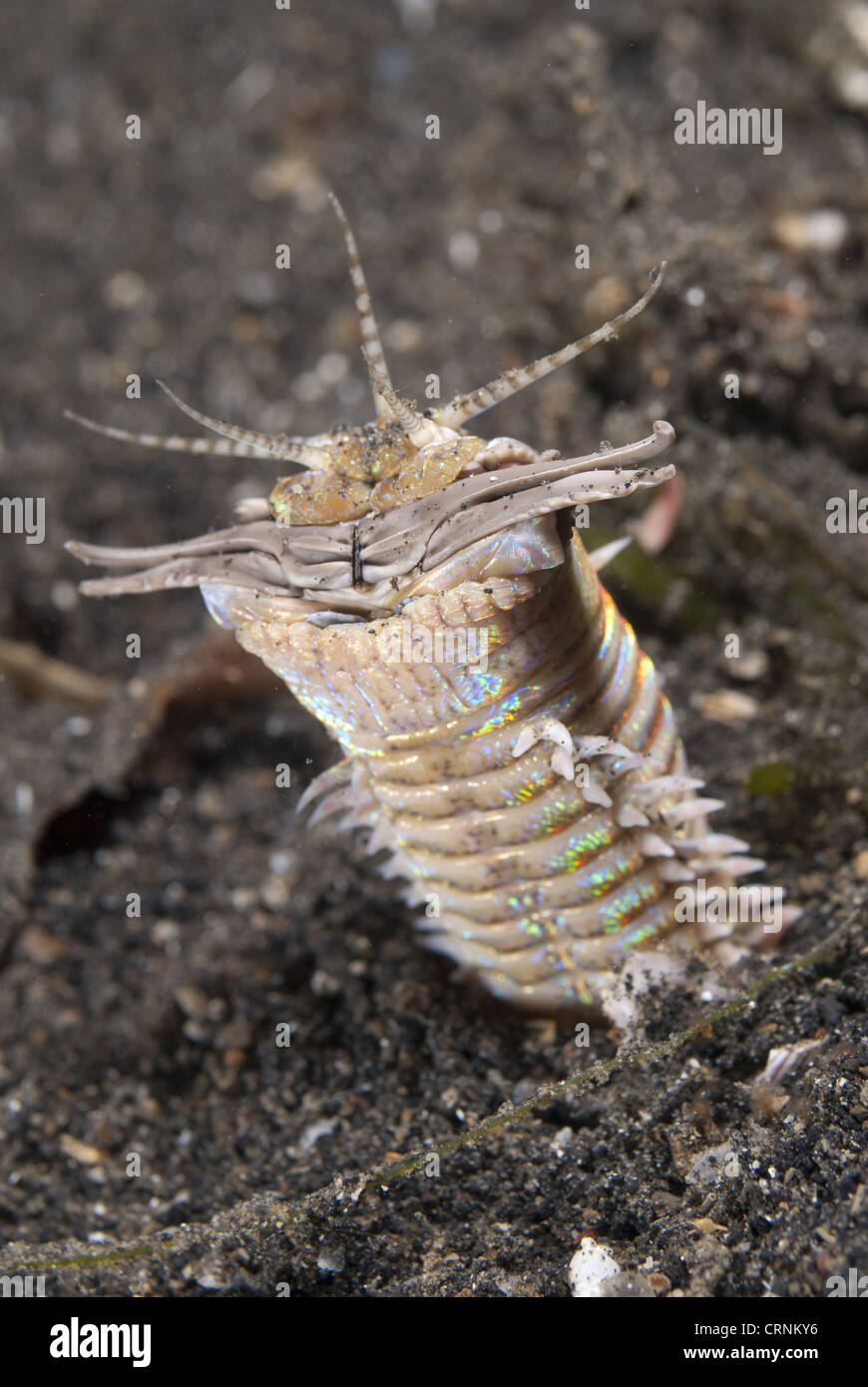 Bobbit Worm (Eunice sp.) adult, buried in sand, Lembeh Straits ...