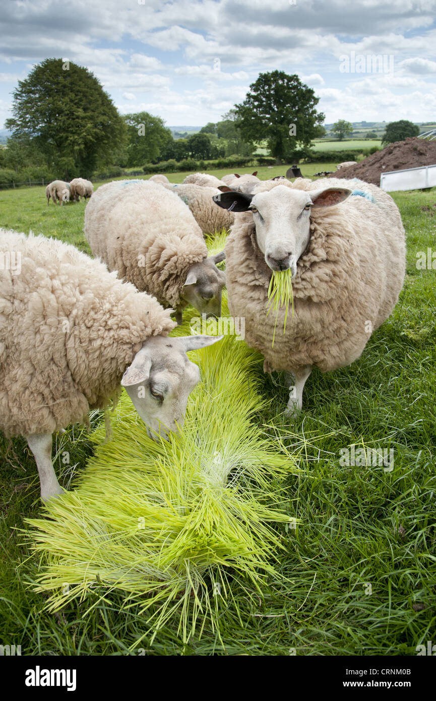 Domestic Sheep, ewes, flock feeding on Barley (Hordeum vulgare ...