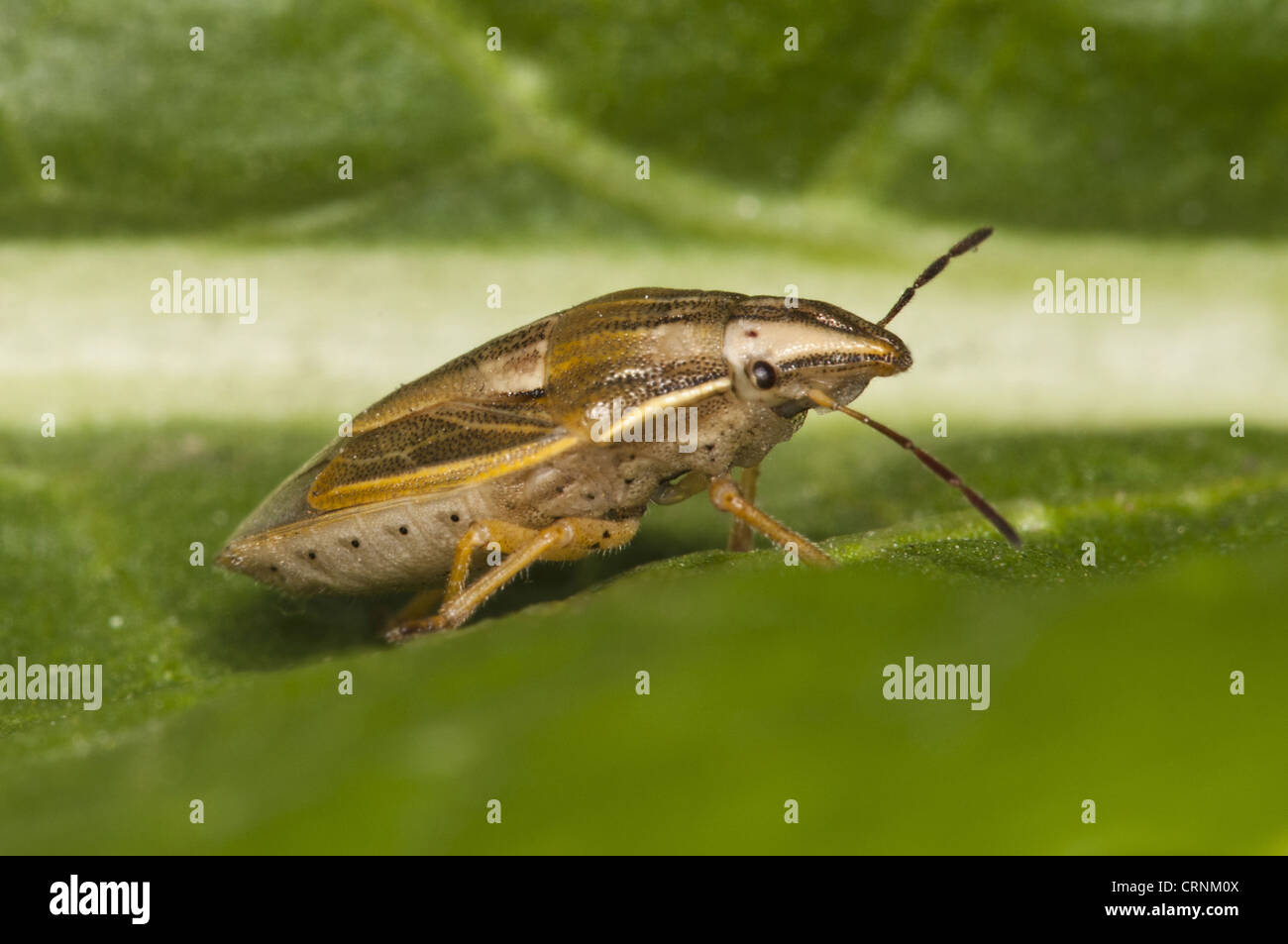 Bishop's Mitre Bug (Aelia acuminata) adult, resting on leaf, Crossness ...