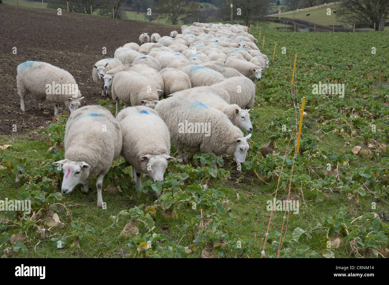 Domestic Sheep, Lleyn ewes, feeding, strip grazing Swede (Brassica ...
