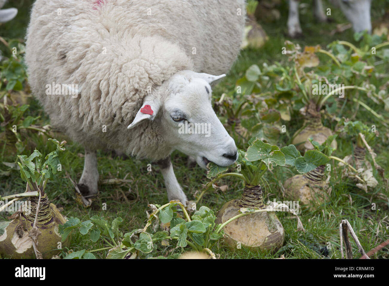 Domestic Sheep, Lleyn ewe, feeding, strip grazing Swede (Brassica ...