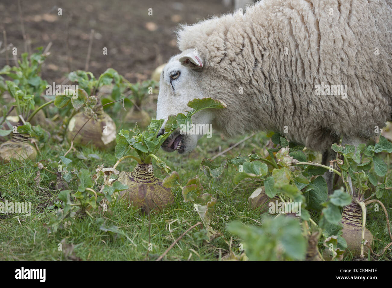 Domestic Sheep, Lleyn ewe, feeding, strip grazing Swede (Brassica ...