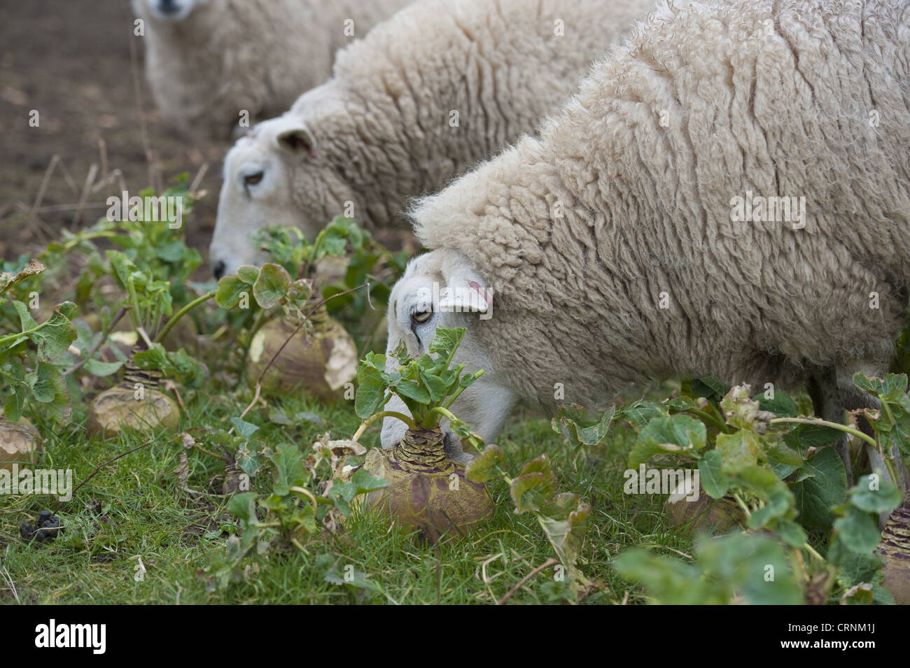 Farm animals eating root veg hi-res stock photography and images - Alamy