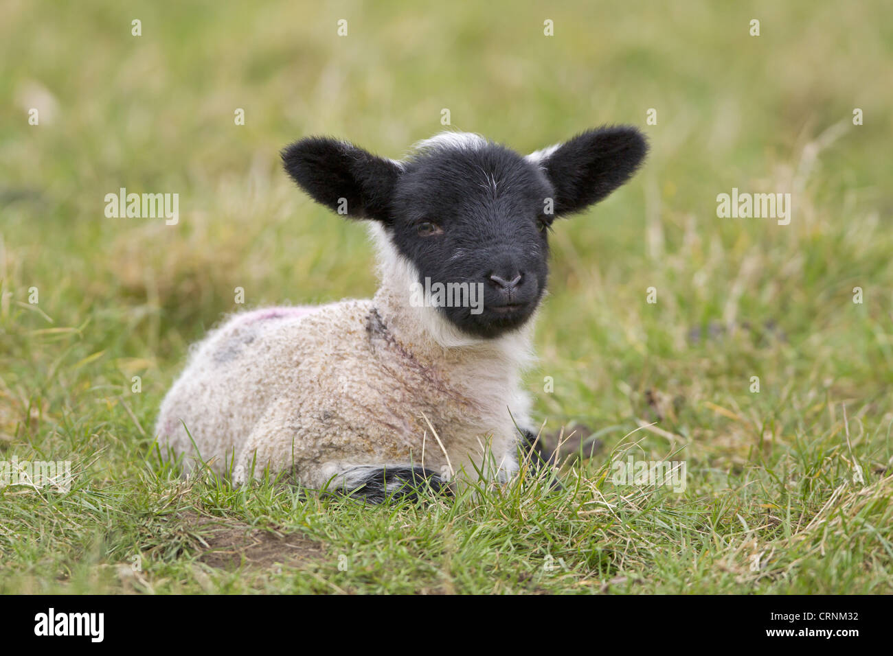 Domestic Sheep, Suffolk mule lamb, four-days old, resting in pasture ...