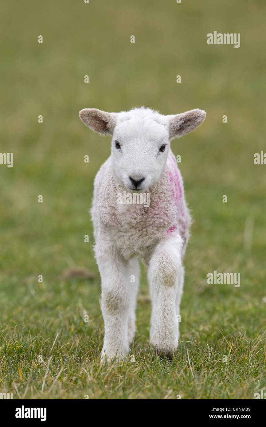 Domestic Sheep, mule lamb, four-days old, standing in pasture, Suffolk ...