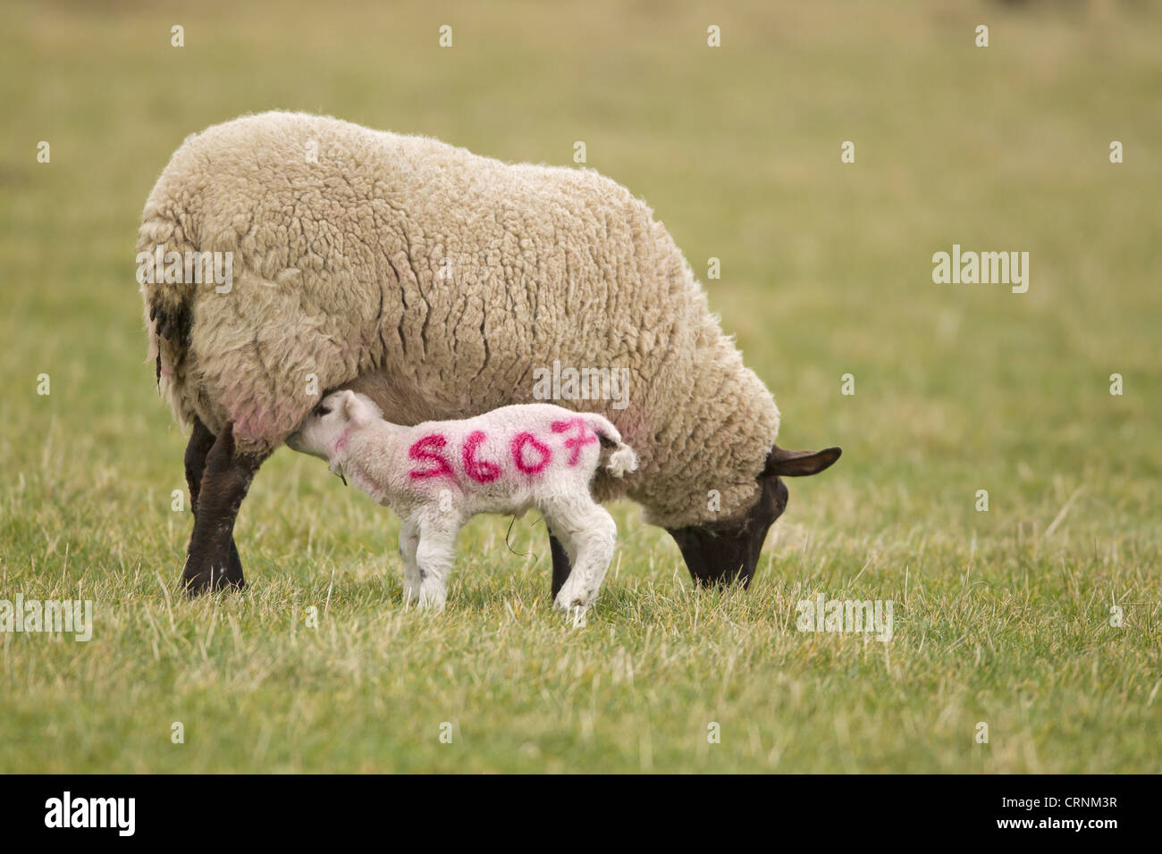 Domestic Sheep, Suffolk mule ewe with four-days old lamb suckling, with ...
